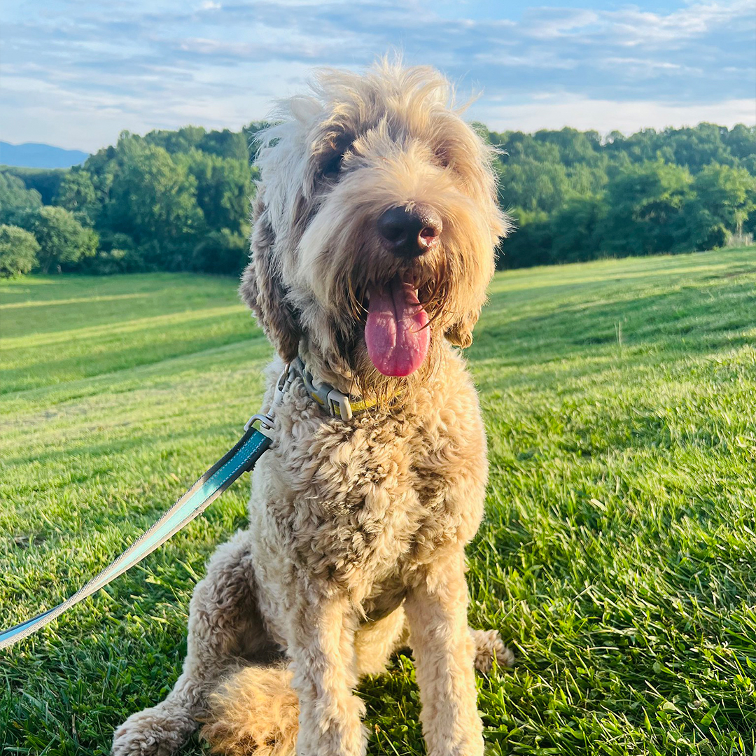 Sheepadoodles – Padgetts Hill Puppies