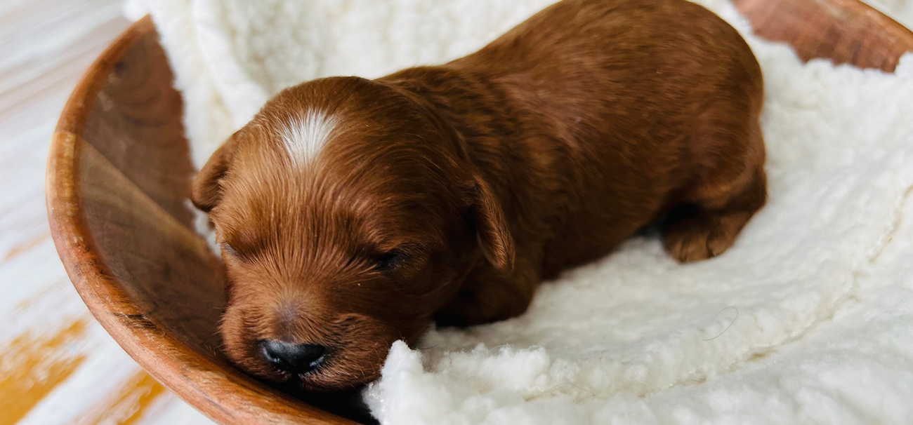 Padgetts Hill Puppies – Quality Dogs. Family Farm Raised. Natural ...