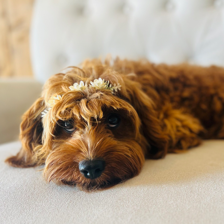 Cavapoos – Padgetts Hill Puppies